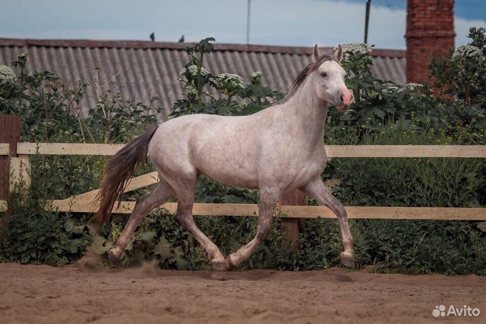 Кобылка пони-класс