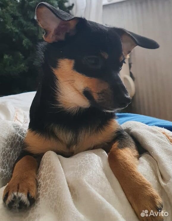 Милый матис