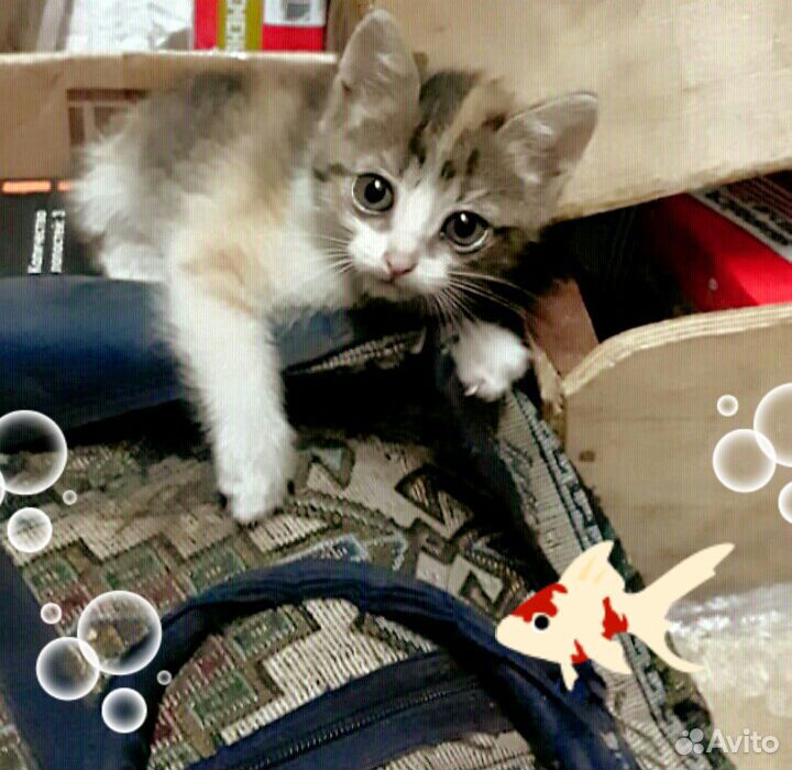 Котята, 1месяц и 2 недели, лоток умеют на отлично