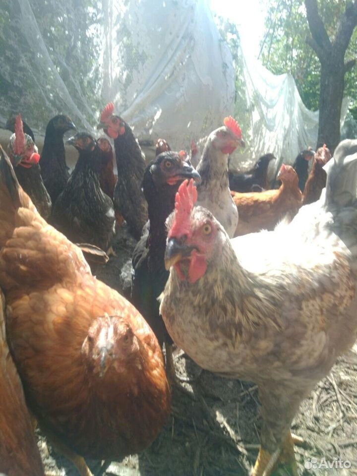 Курочки доминанты