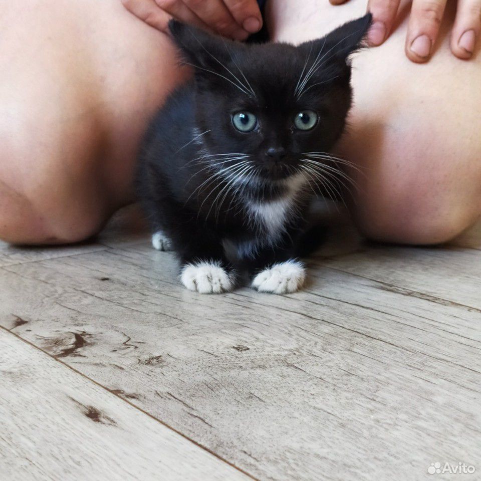 Отдам в добрые руки котнка мальчик, к еде и лотку