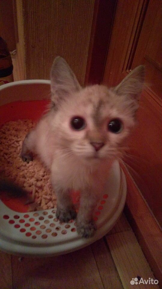 Котенок в добрые руки