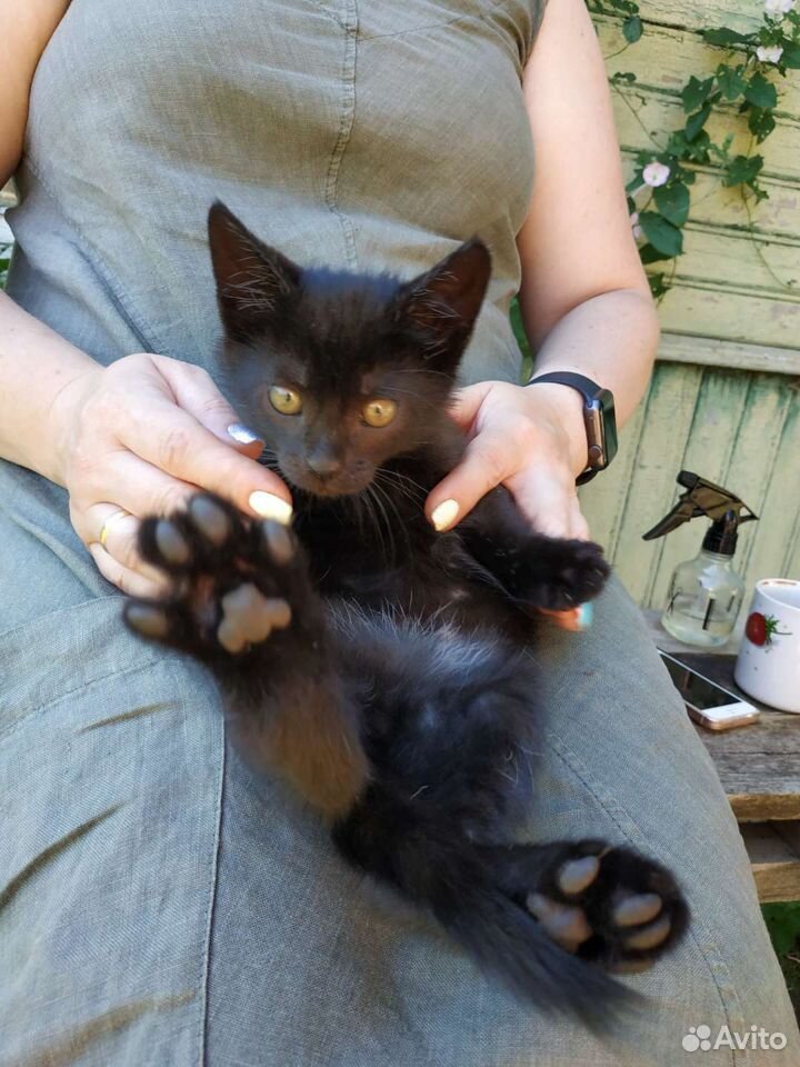 Кошка