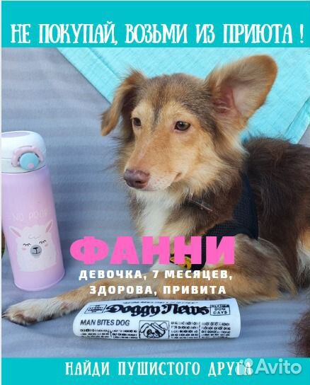 Фанни, 7 мес, девочка-лисичка ищет дом