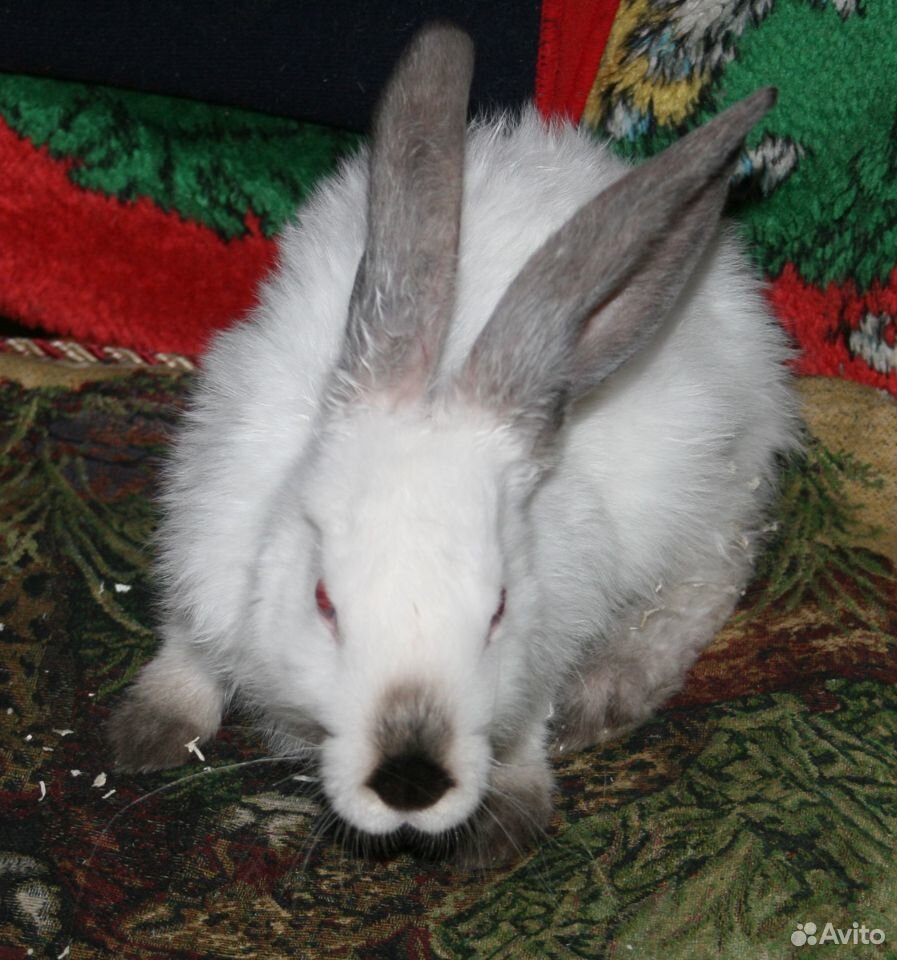 Ручной кролик