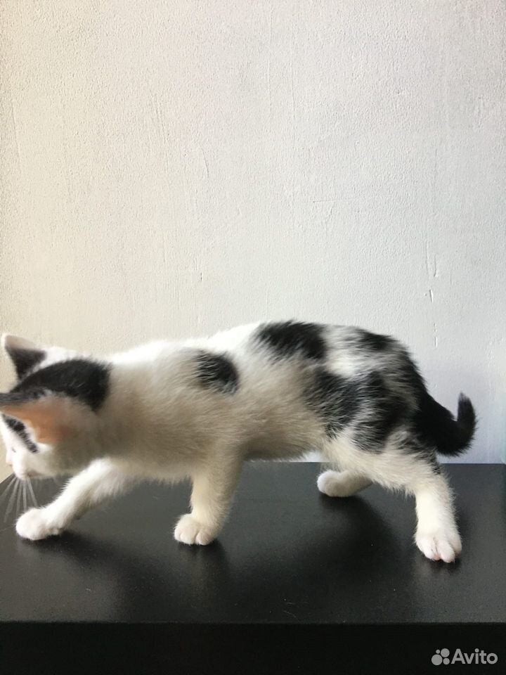 2хмесячный домашний малыш