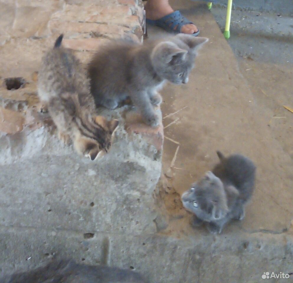 Продам продам котят порода британцы веслоухие