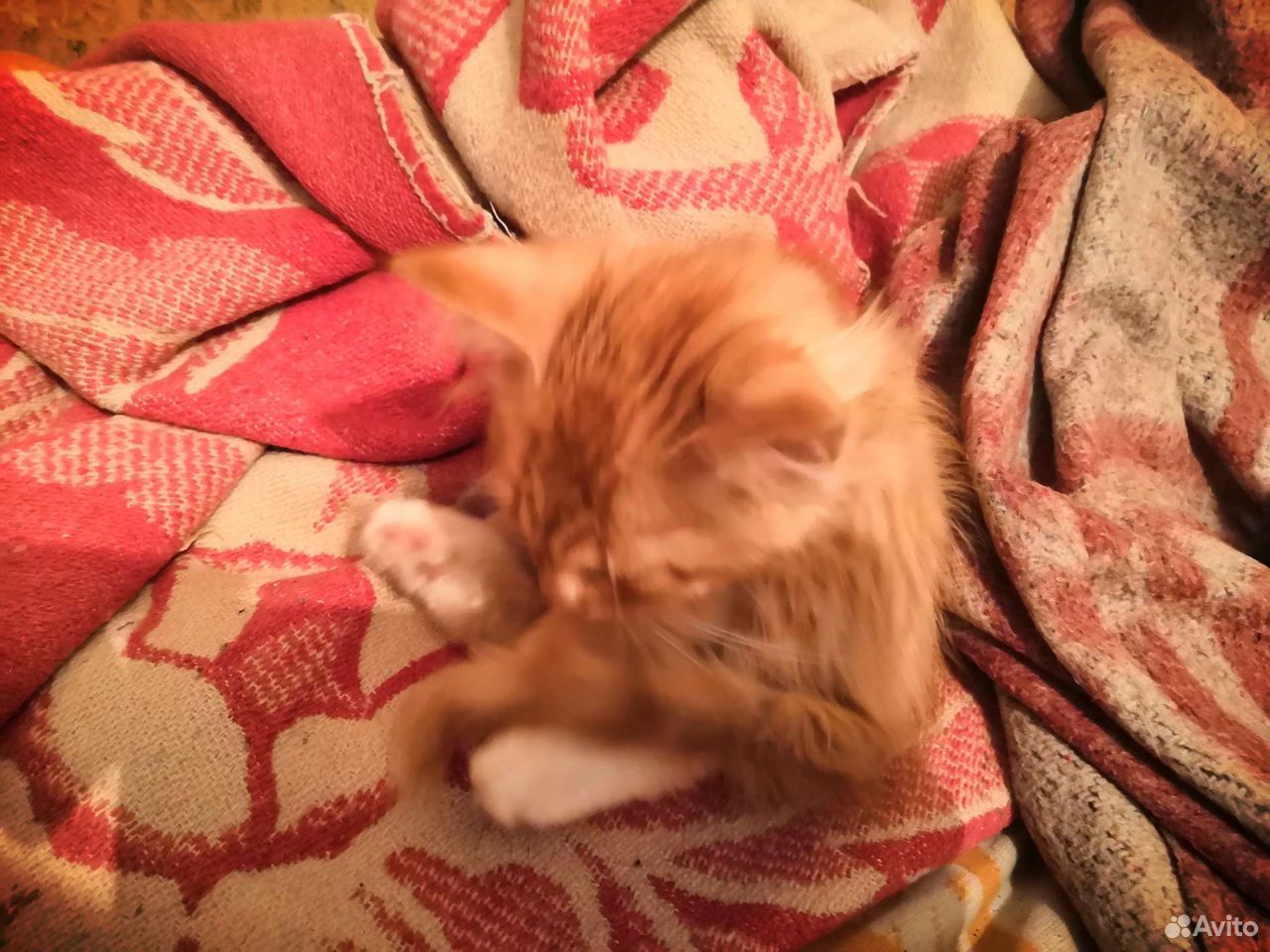 Отдам рыжего котенка
