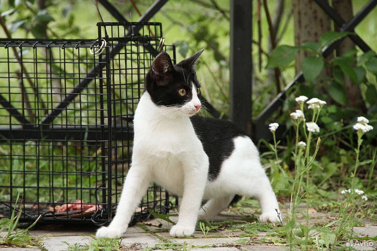 Котенок мальчик 3.5-4 мес