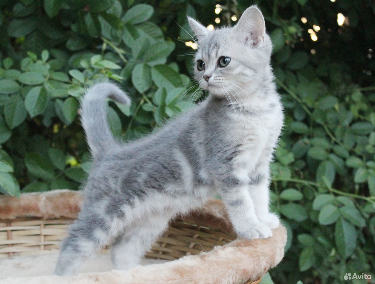 Котик в нарядной шубке