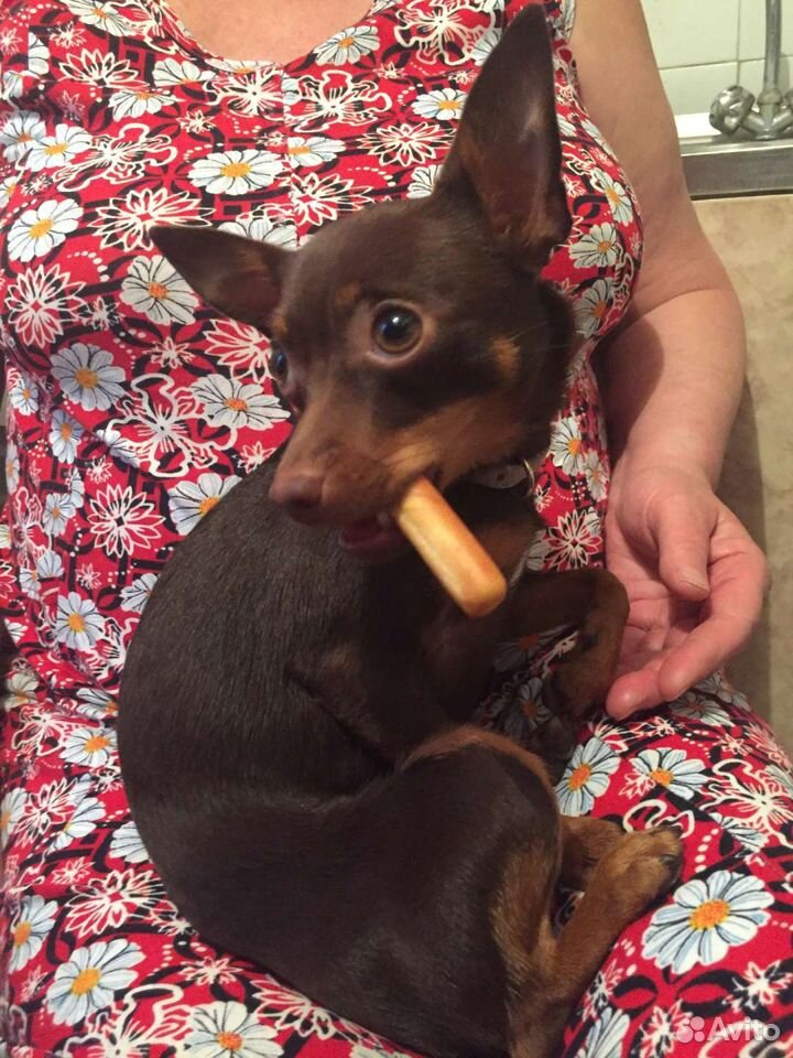 Той-терьер русский