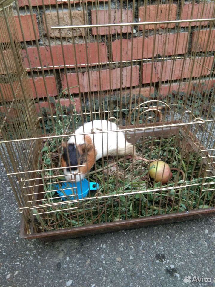 Морсая свинка, толик