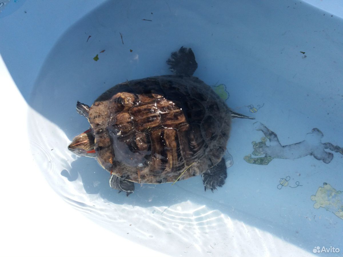 Красноухая черепаха