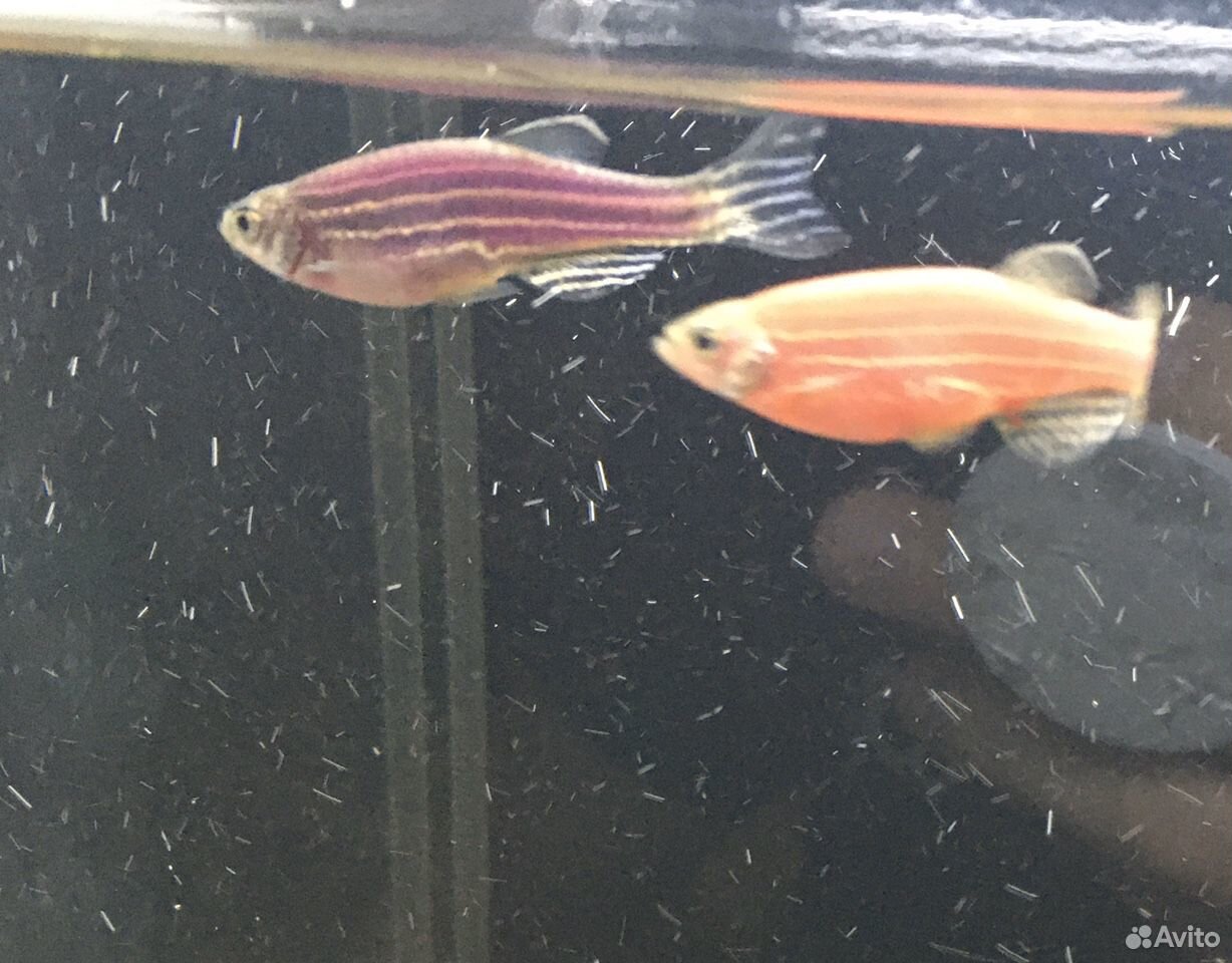 Рыбка Данио