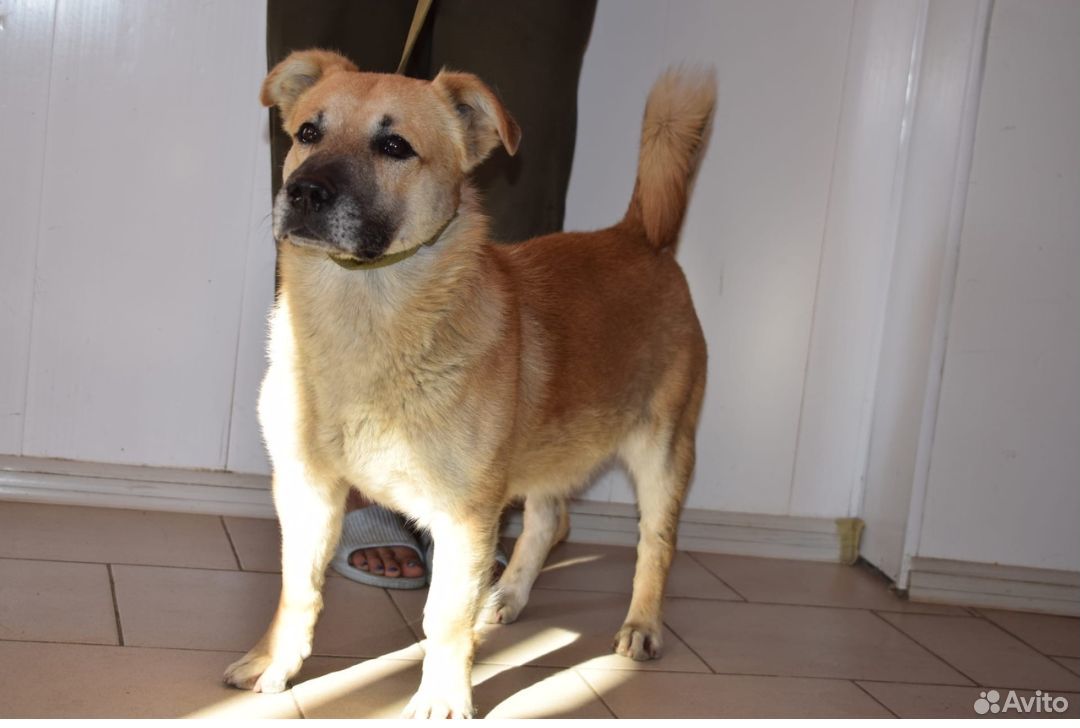 Собака мальчик. Охранник Нужен дом