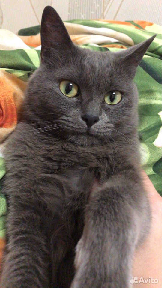 Отдам котика тиму
