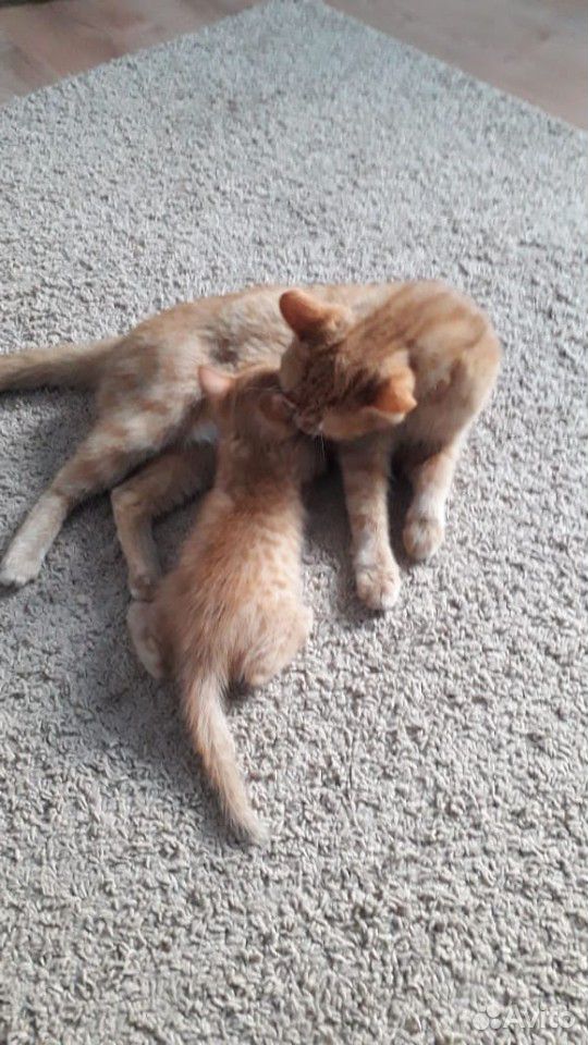 Котёнок