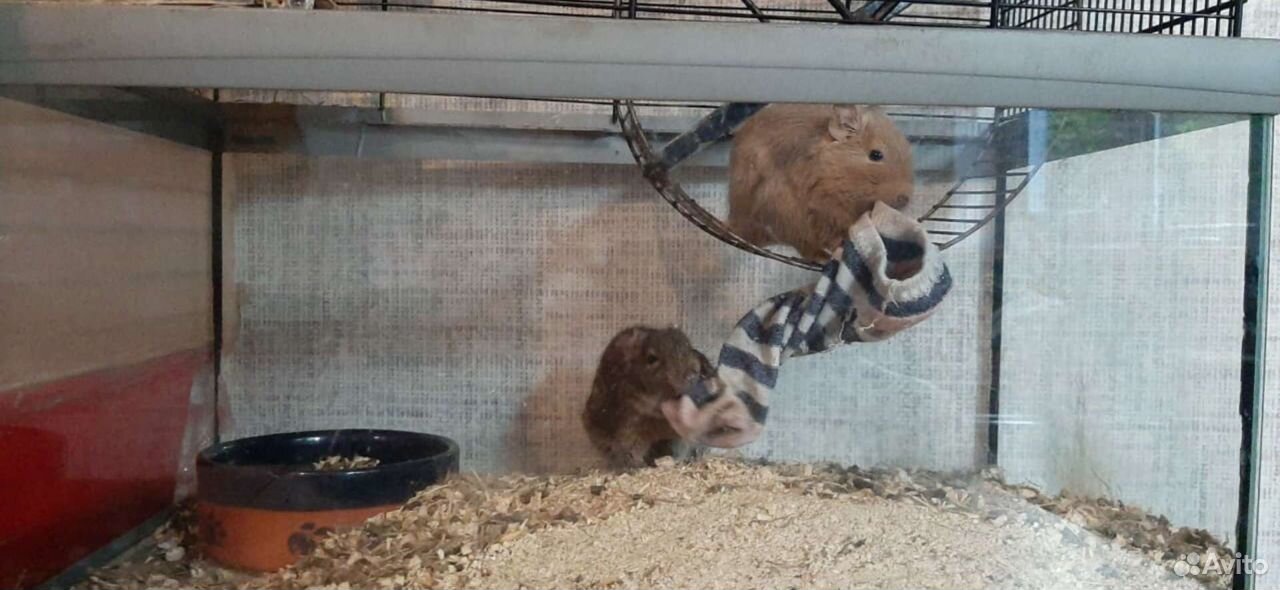 Две дегу с клеткой