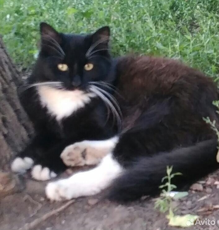 Черно-белый красавчик в хорошие ручки