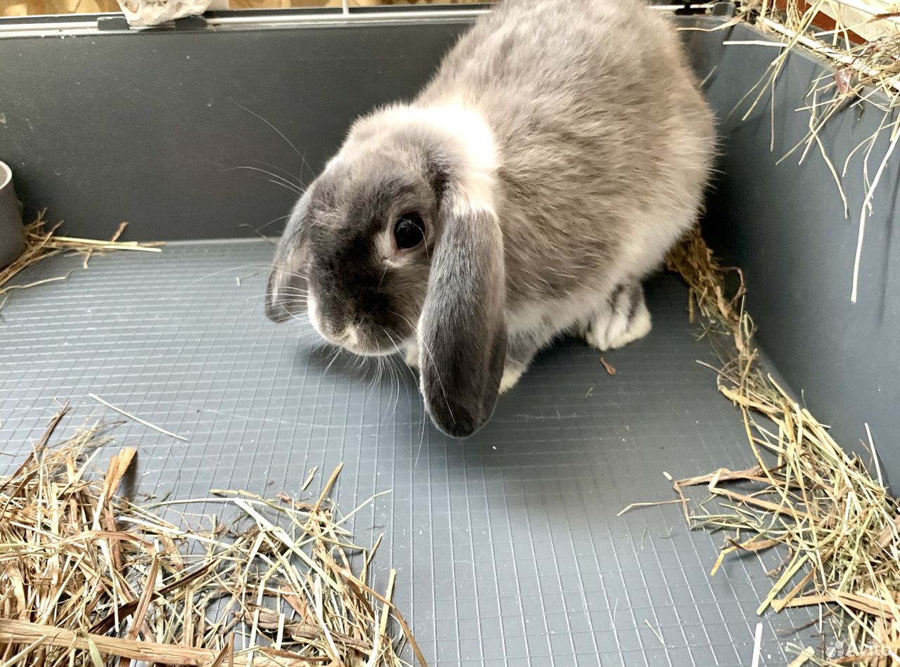Кролик голубой мардер с клеткой