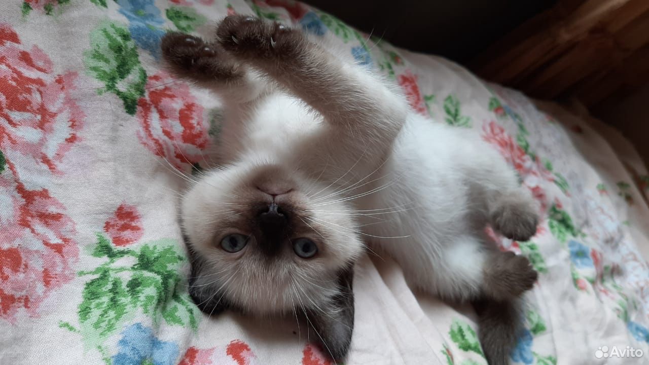 Породистый тайский котёнок