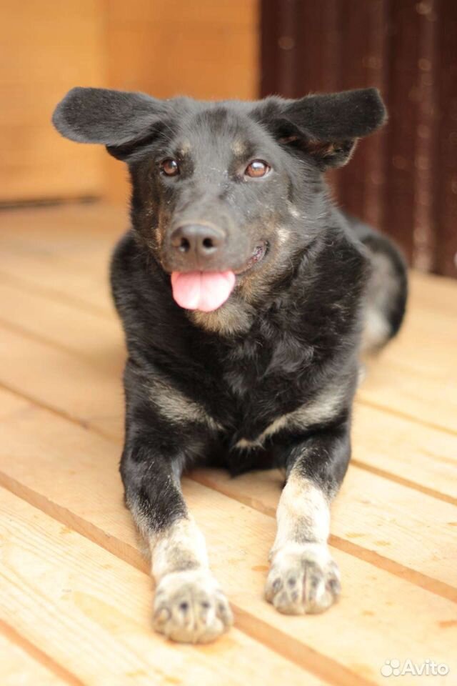 Отдам в добрые руки