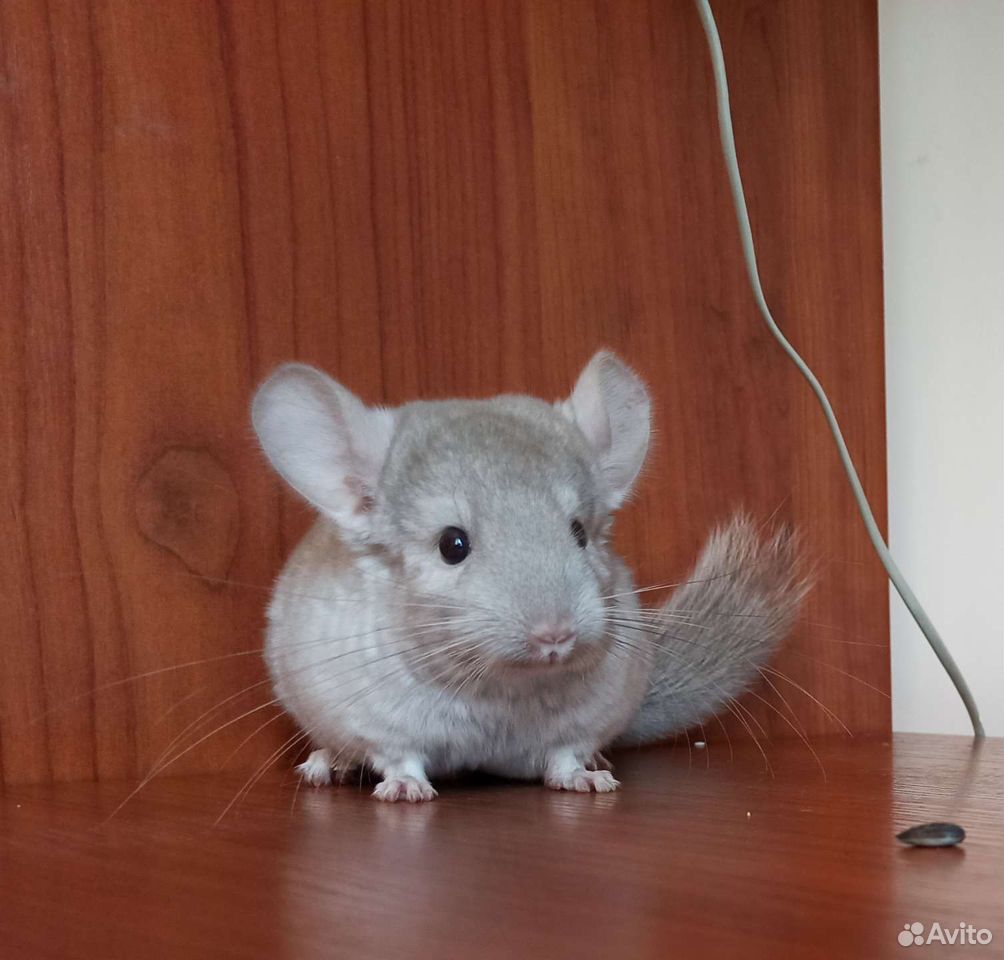 Шиншилла (девочка)