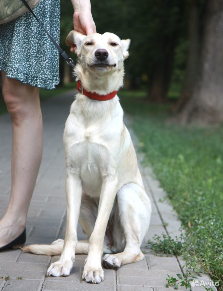 В добрые руки отдам Лейлу