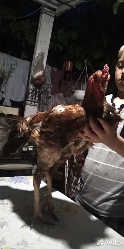 Петух- дакан