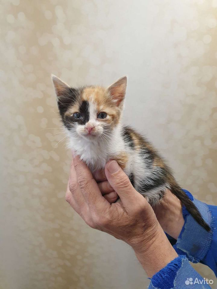 Котенок девочка 1,5мес
