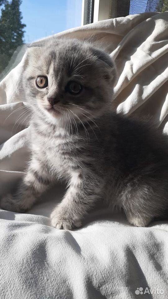 Продам котят скоттиш-фолд