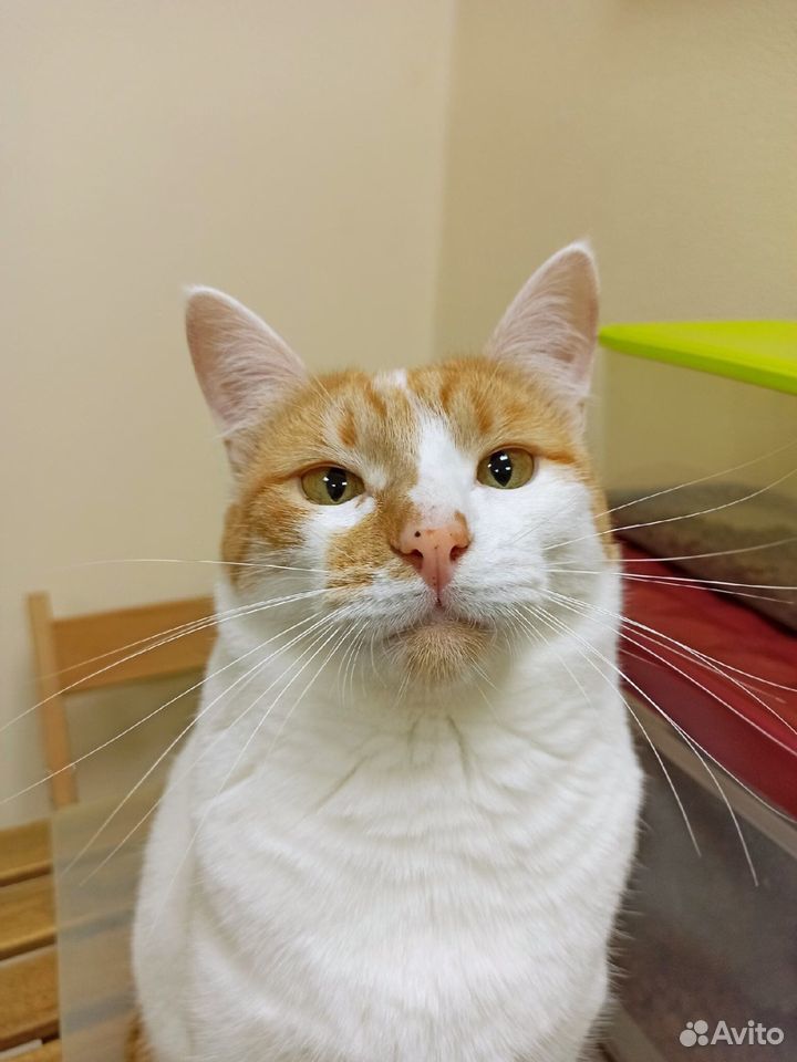 Котодети из приюта ищут своих родителей