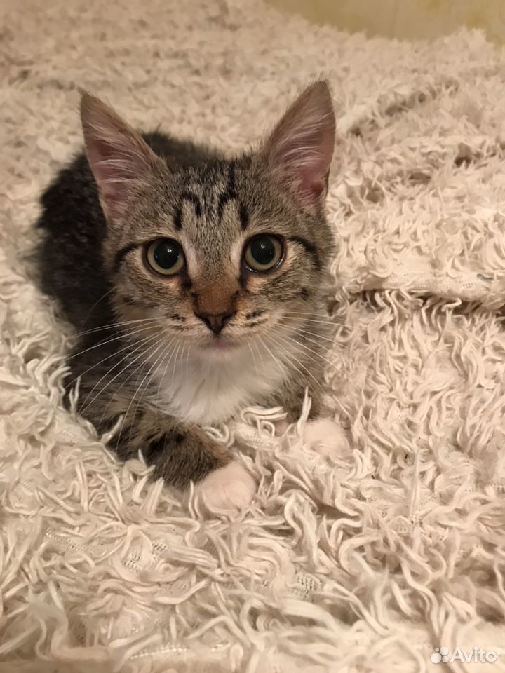 Кот в добрые руки