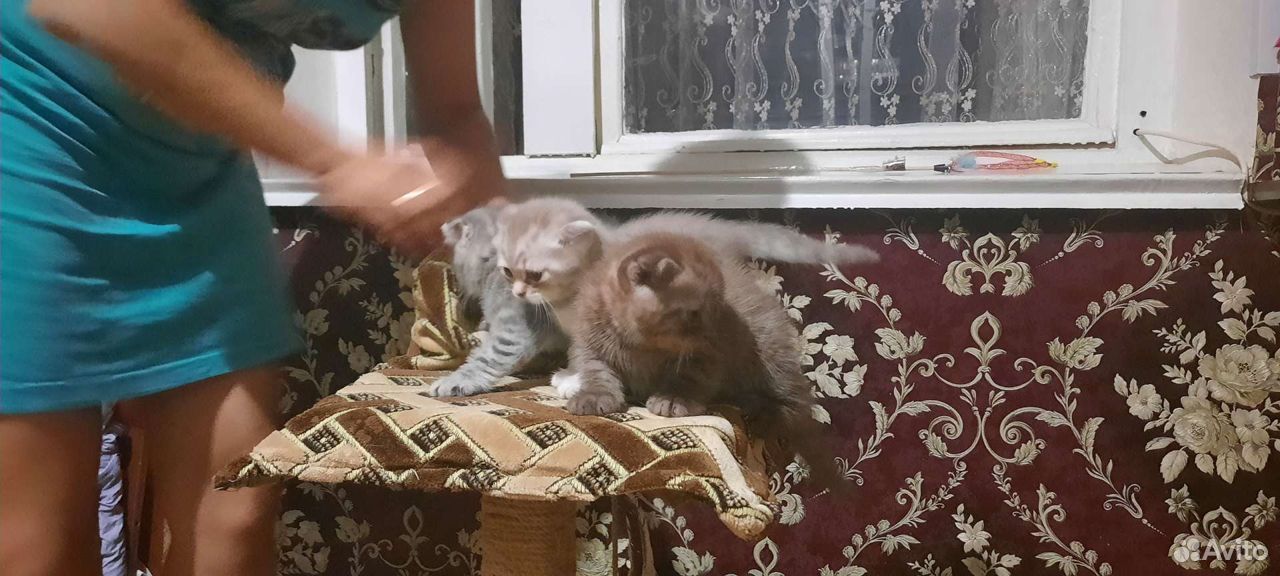Животные