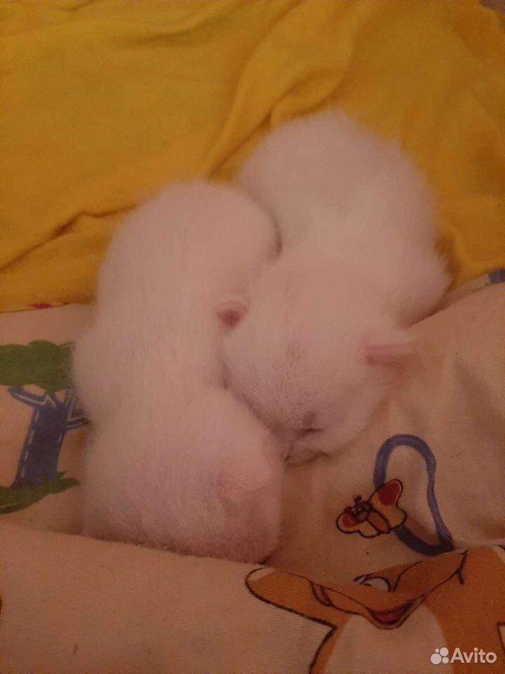 Котята