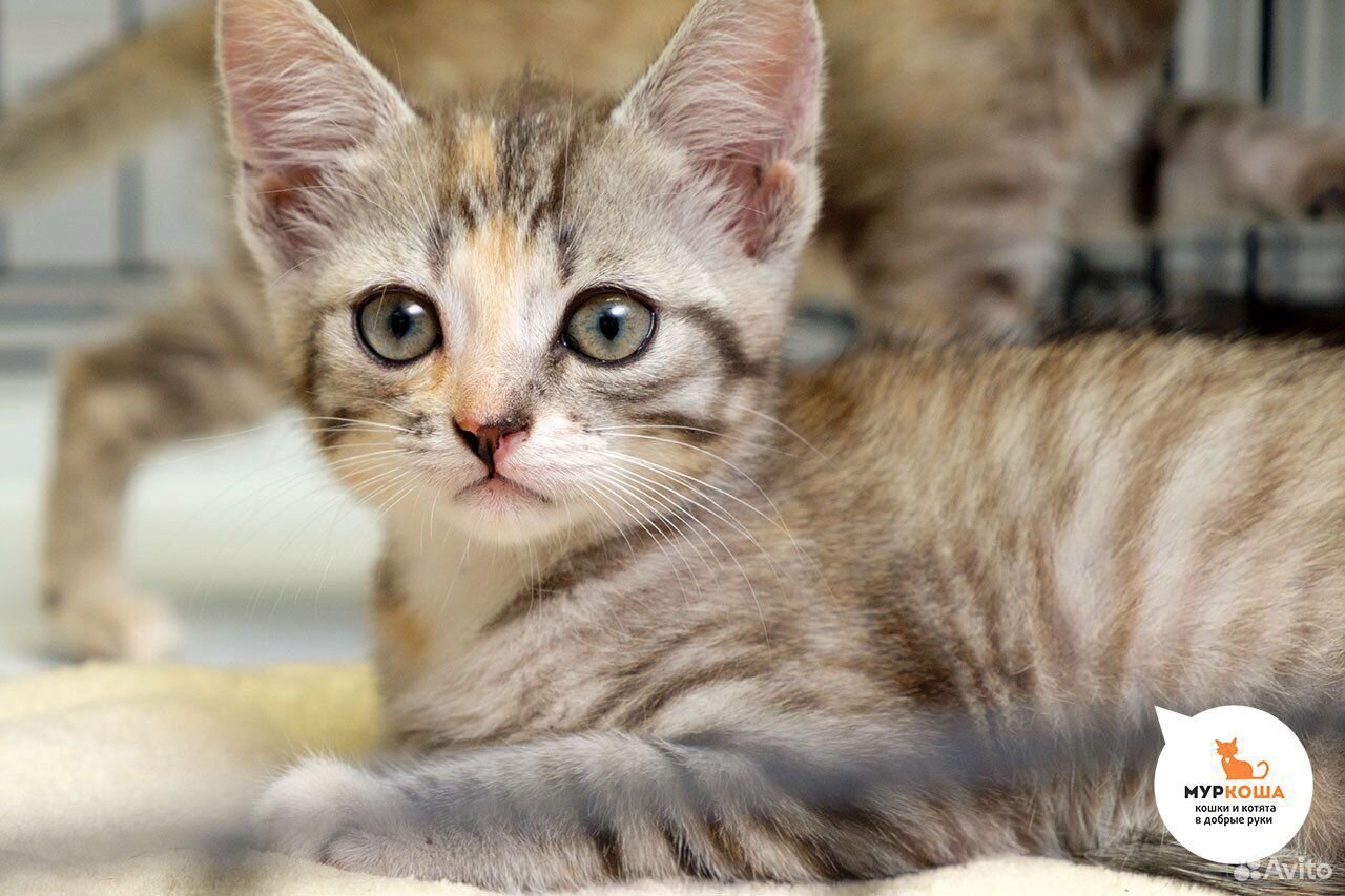 Котёнок Нинья в добрые руки