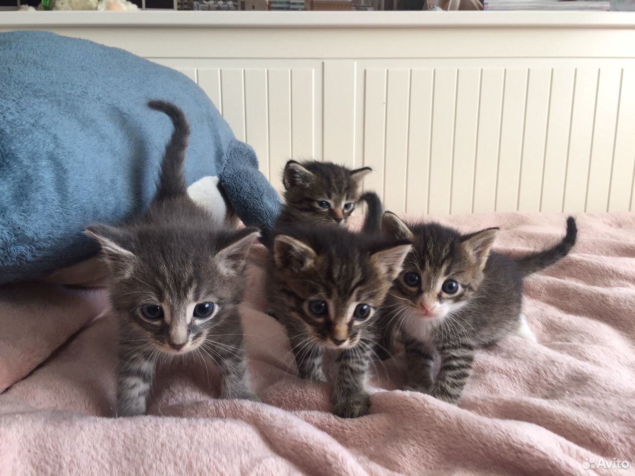 Котята