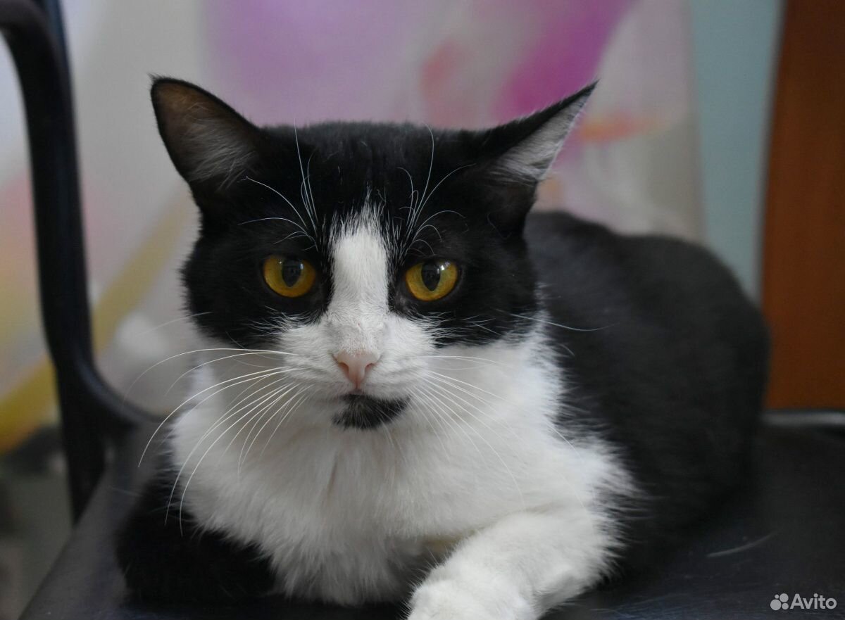 Молодая кошечка Люся в поисках дома