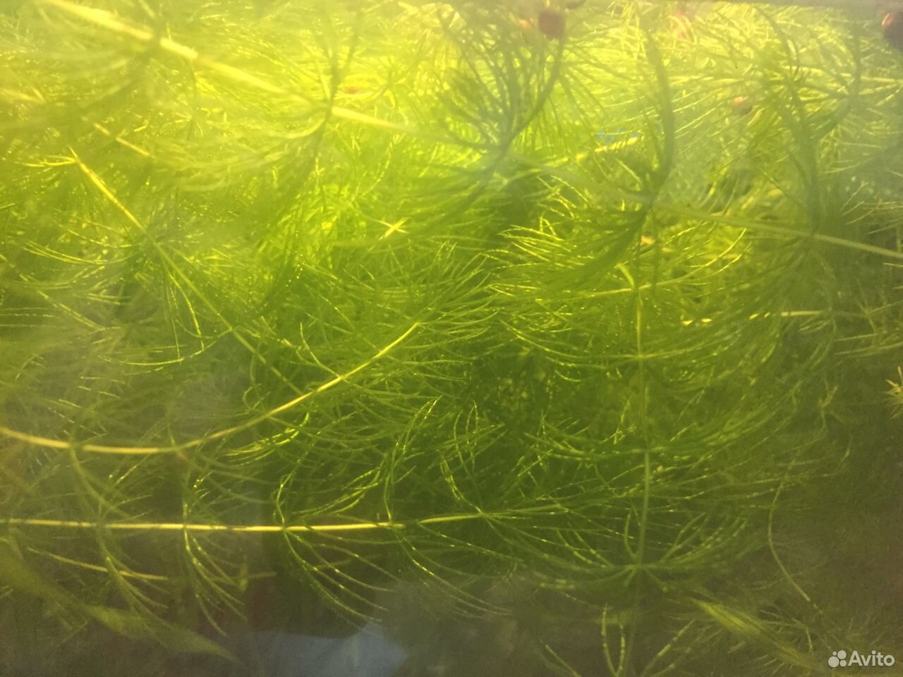 Роголистник обмен