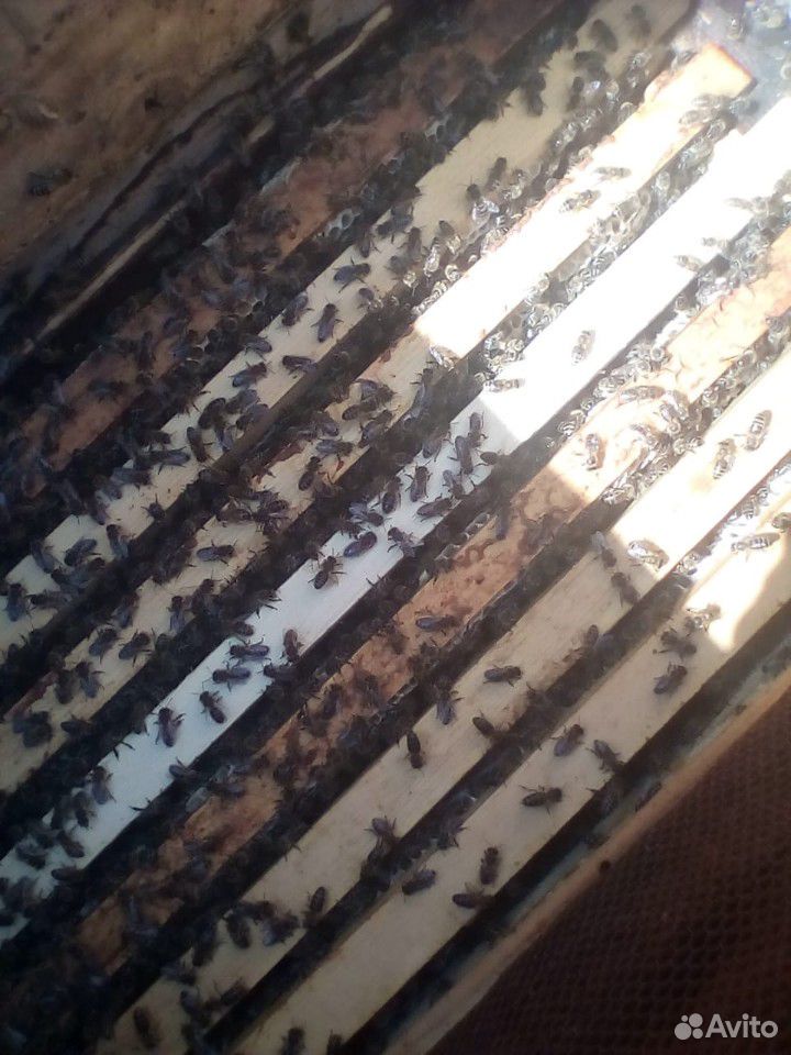 Пчелосемьи карника