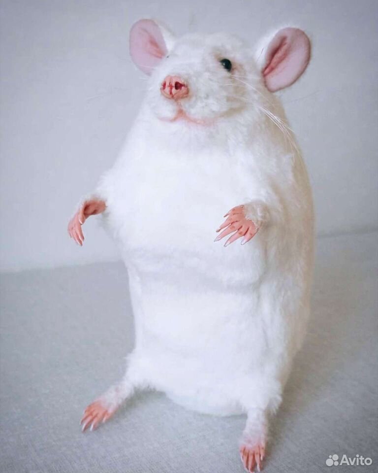 Крысята дамбо