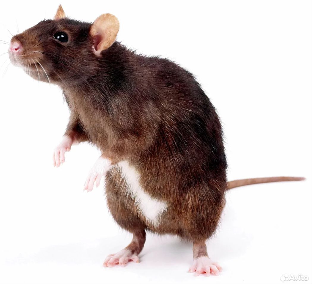 Декоративная крыса