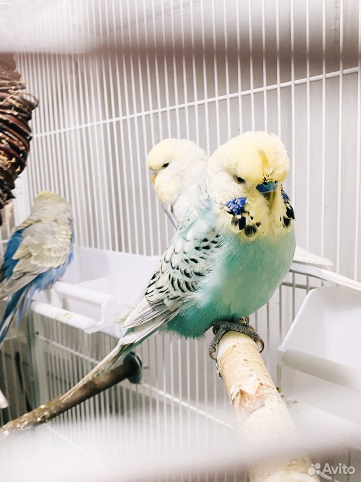 Ввп Чехи, самцы