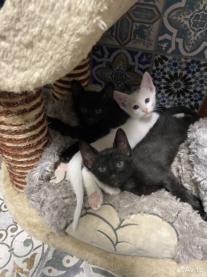 Ласковые котята