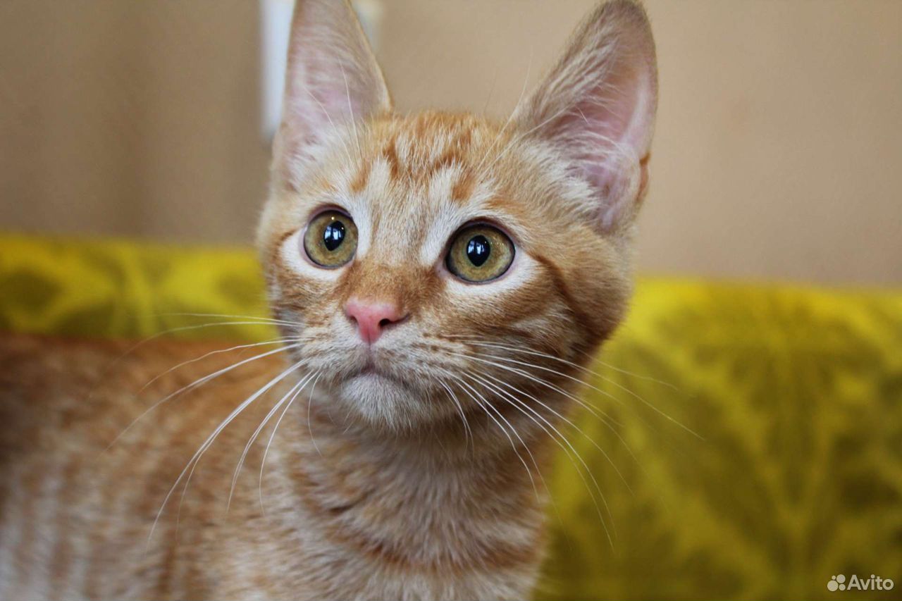 Котёнок Мультик