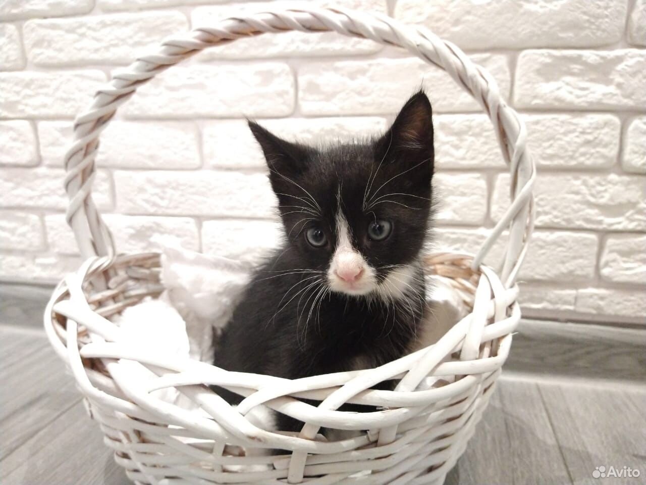 Крутой котенок ждет вас