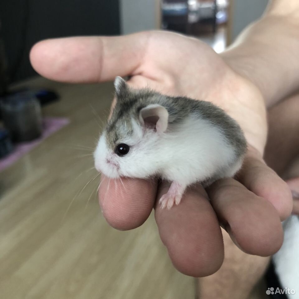 Джунгарские хомячки