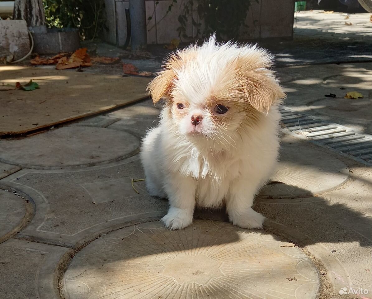 Японский хин