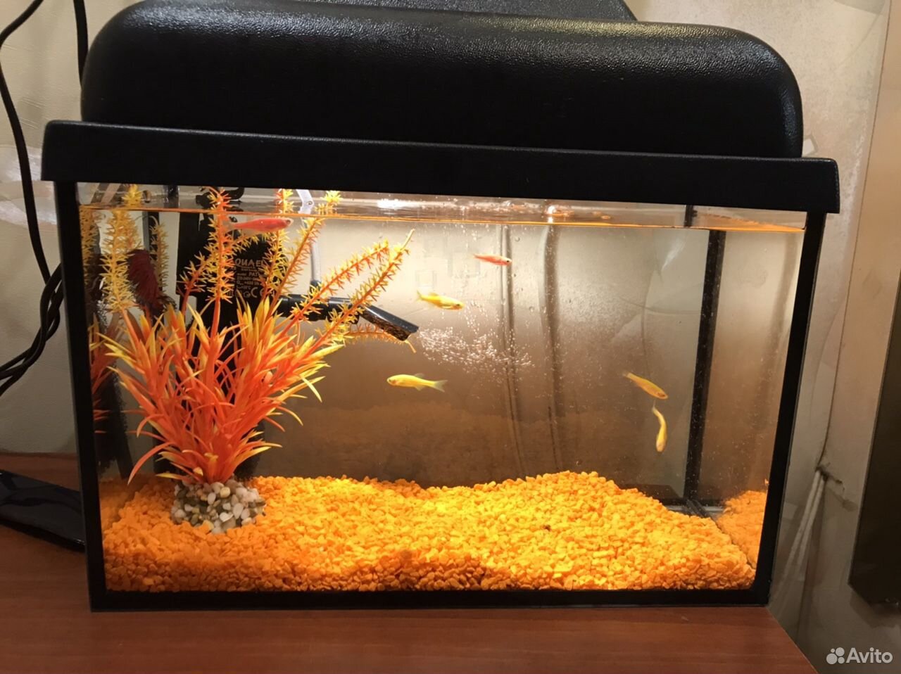 Аквариум. Рыба петушок. Рыбы Данио