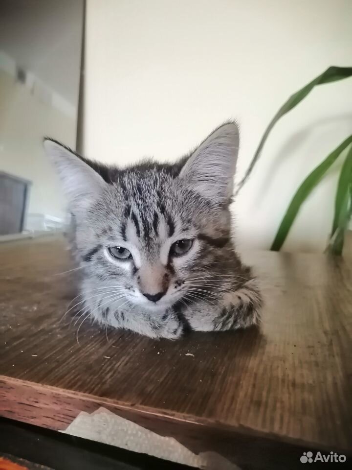 Отдадим 3 котят